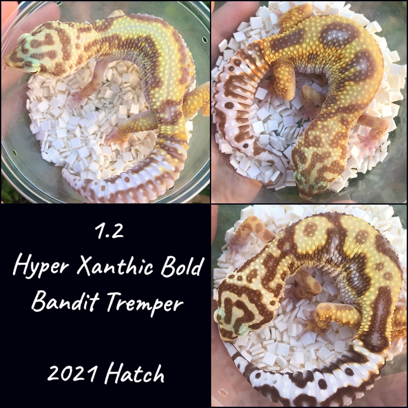 TRIO Hyper Xanthic Bold Bandit Trempers Leopard Gecko by Roots, Scoots, & Scales - MorphMarket