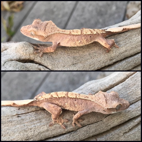 Red Harlequin Crested Gecko by Roots, Scoots, & Scales