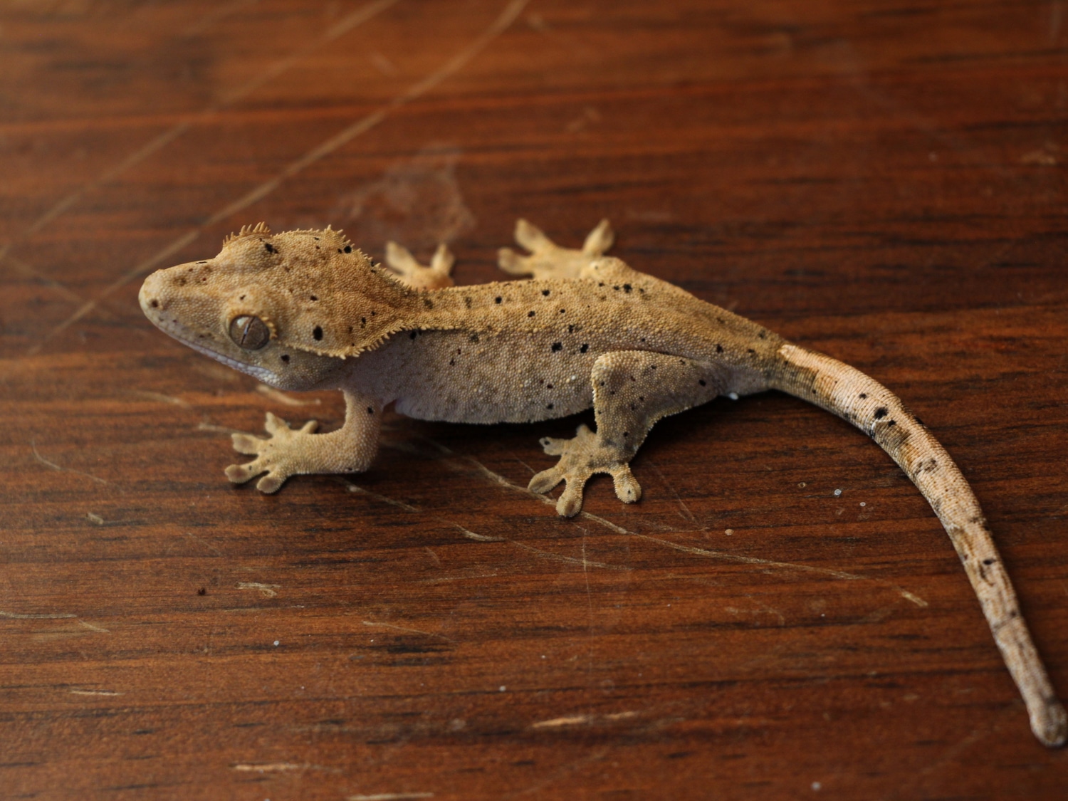 Orange Dalmatian Crested Gecko by Roots, Scoots, & Scales - MorphMarket