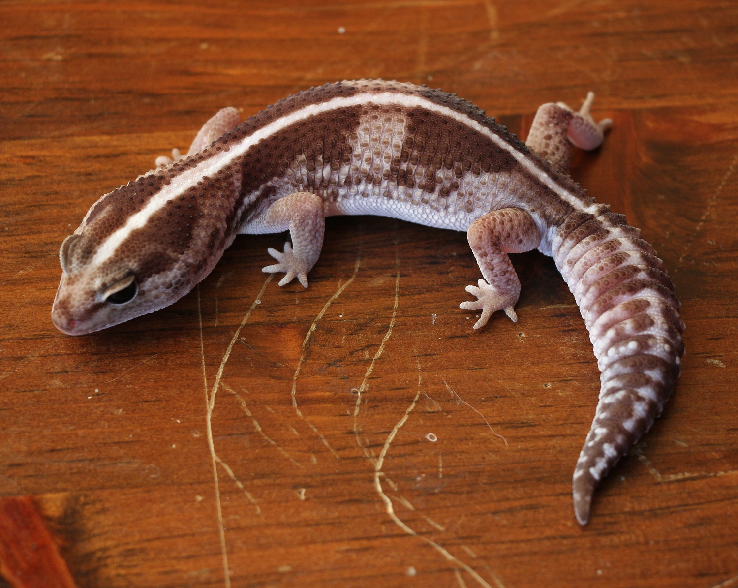 Oreo 100% Het Ghost & Zulu African Fat-Tailed Gecko by Roots, Scoots ...