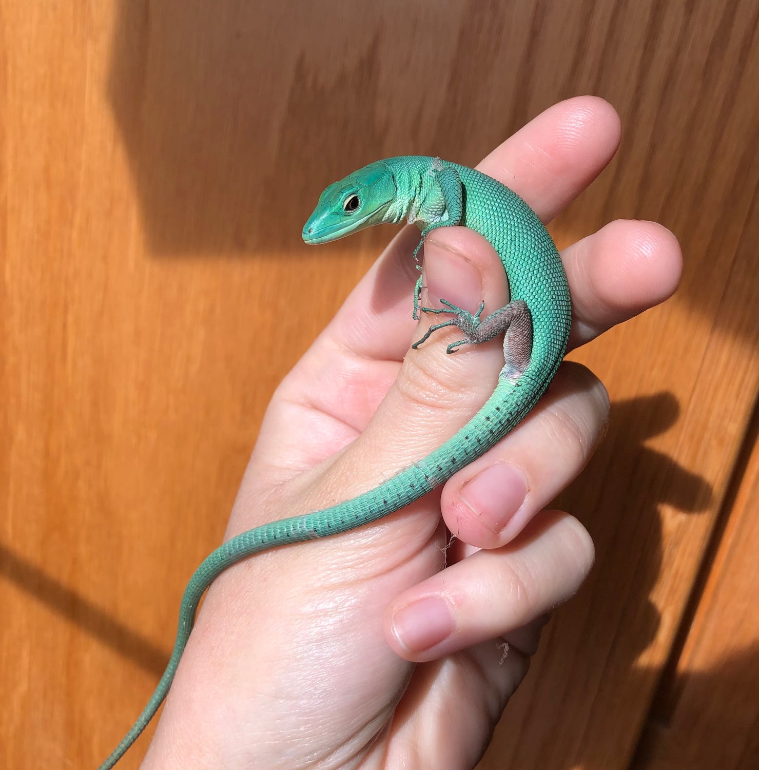 G. Prasina / Green Keel Bellied Lizard Other Lizard by Roots, Scoots ...