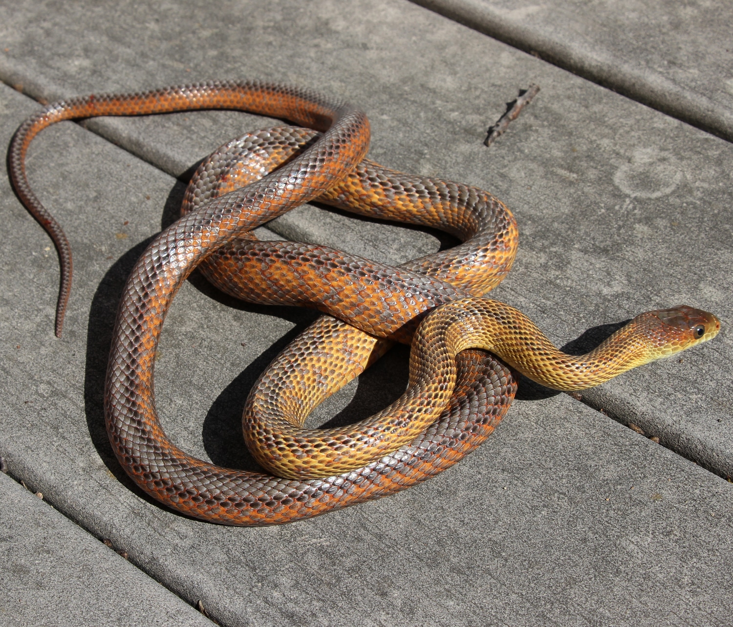 2021 Male Baird's Rat Snake by Roots, Scoots, & Scales - MorphMarket