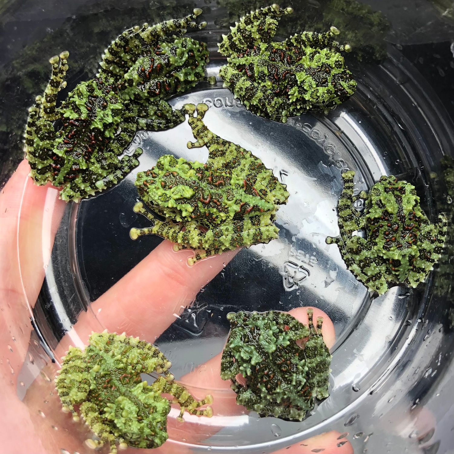 Vietnamese Mossy Froglets by Roots, Scoots, & Scales - MorphMarket
