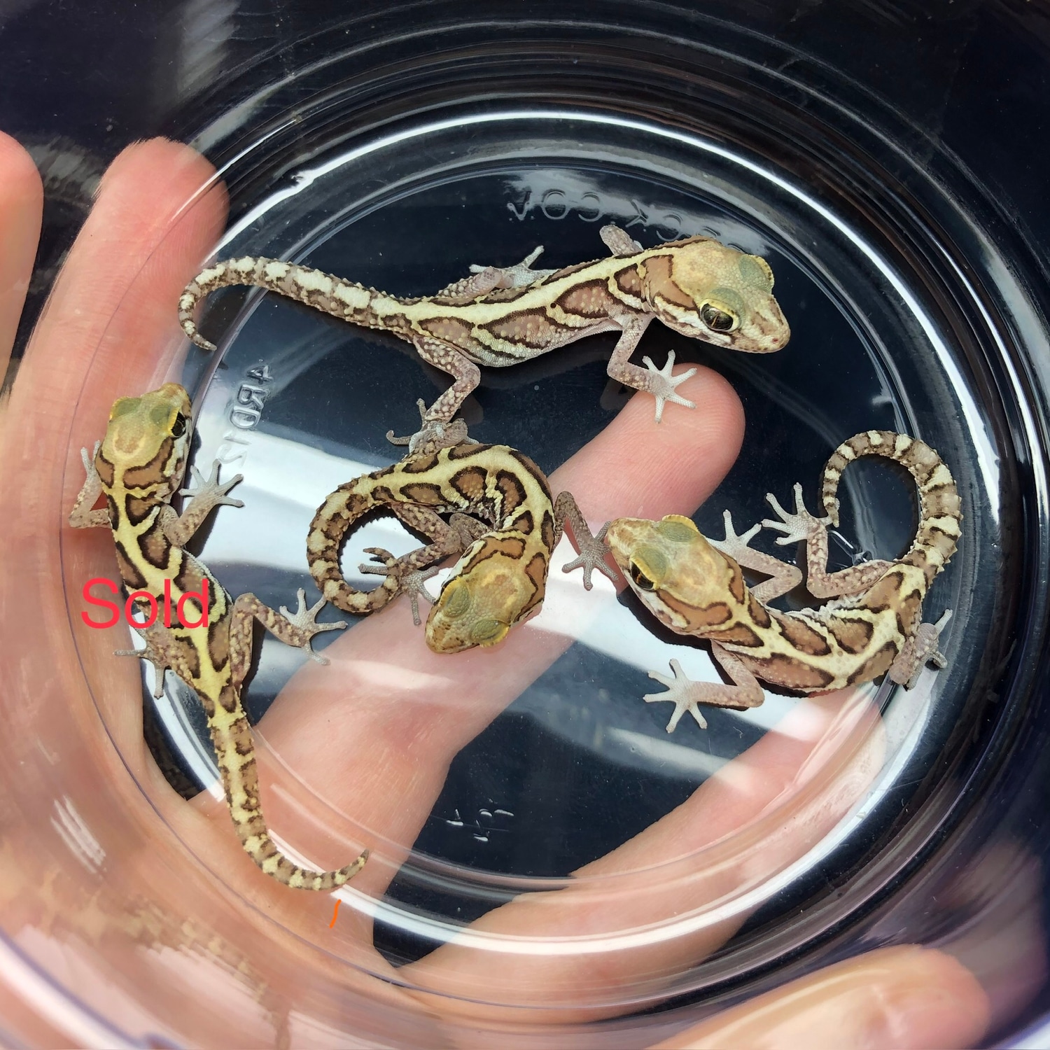 Stripe Pictus Geckos More Gecko by Roots, Scoots, & Scales - MorphMarket