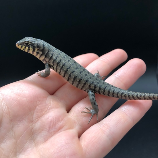 Kenyan Zebra Skink Other Skink by Roots, Scoots, & Scales