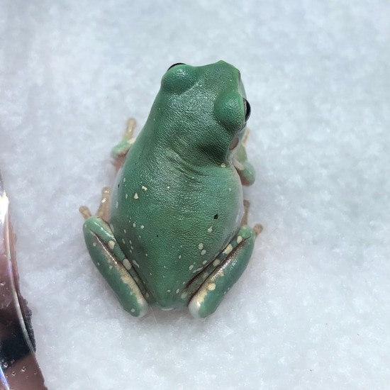 Snowflake Whites White's Tree Frog by Roots, Scoots, & Scales