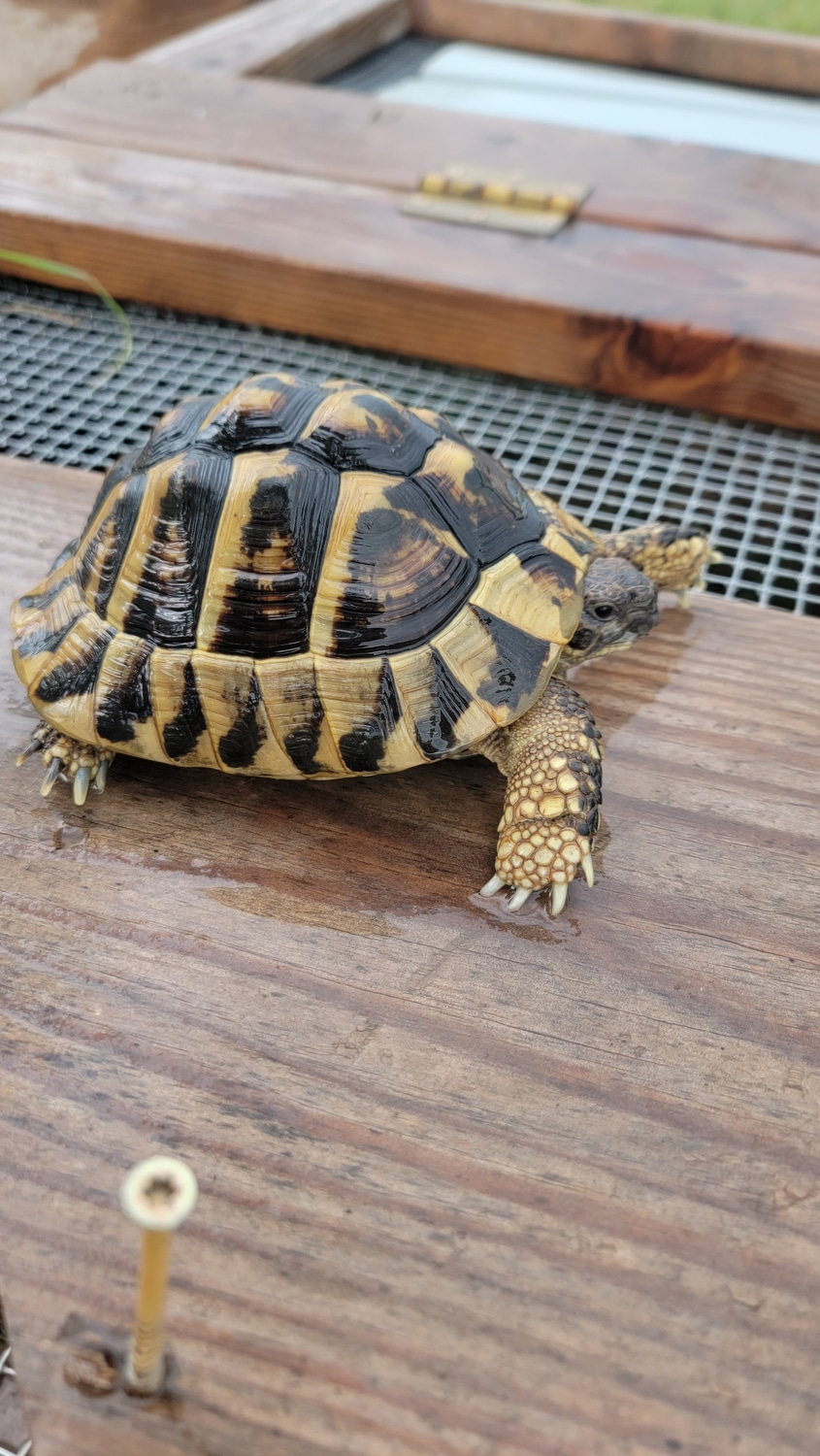 Male Hermann's Tortoise by JHL Tortoises - MorphMarket