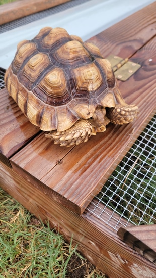 2020 Female Sulcata Sulcata Tortoise by JHL Tortoises
