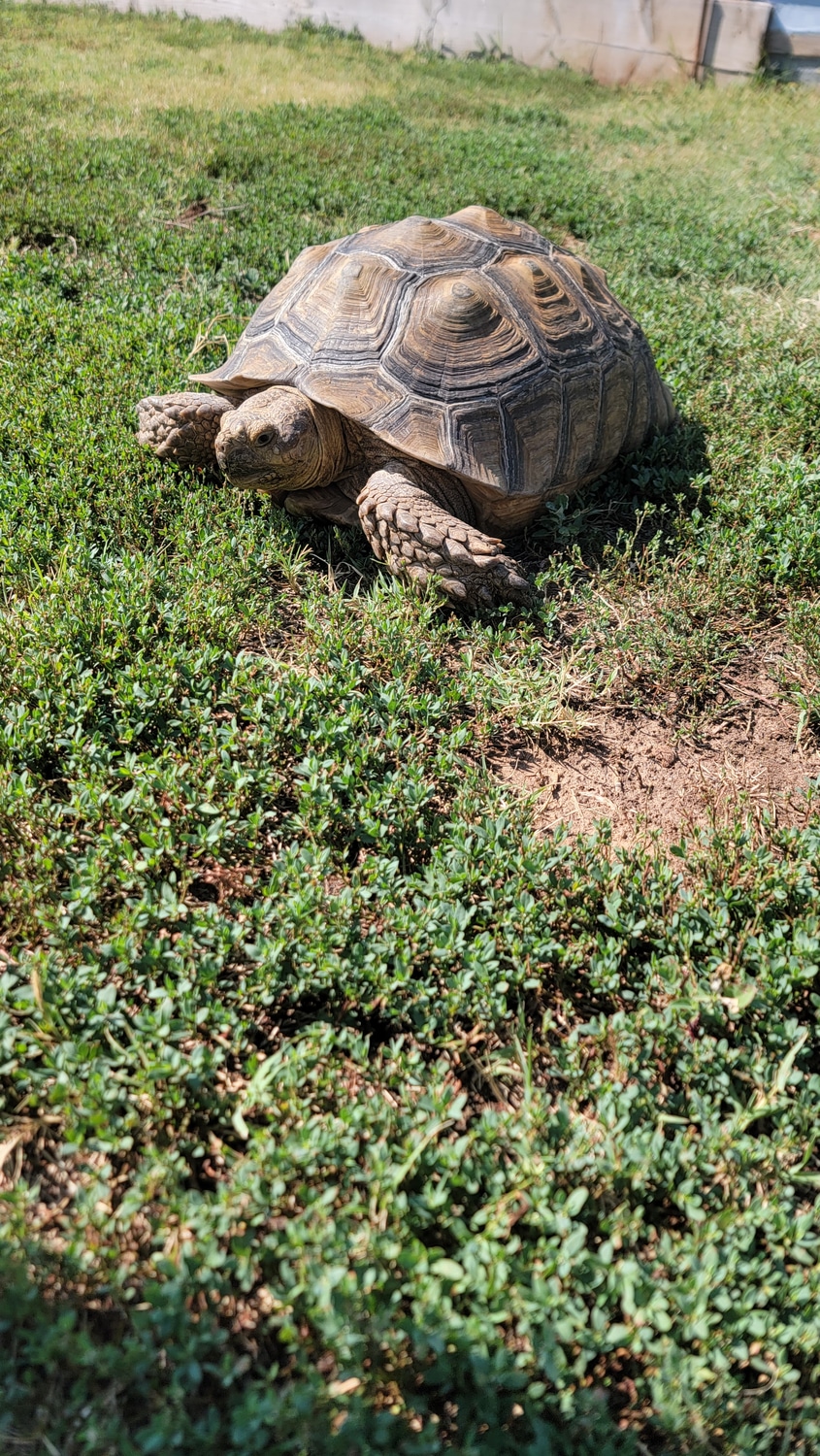 Adult Female - Proven Breeder Spurred Tortoise by JHL Tortoises ...