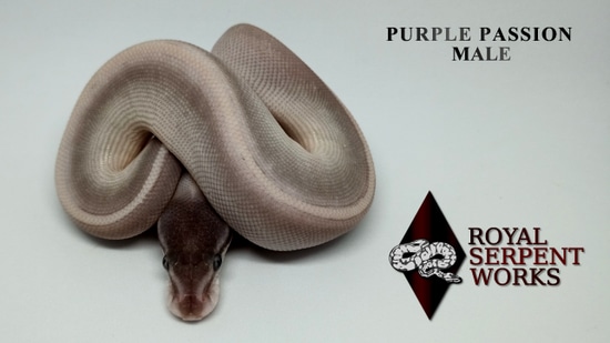 Phantom Mojave (Purple Passion) Ball Python by Royal Serpent Works