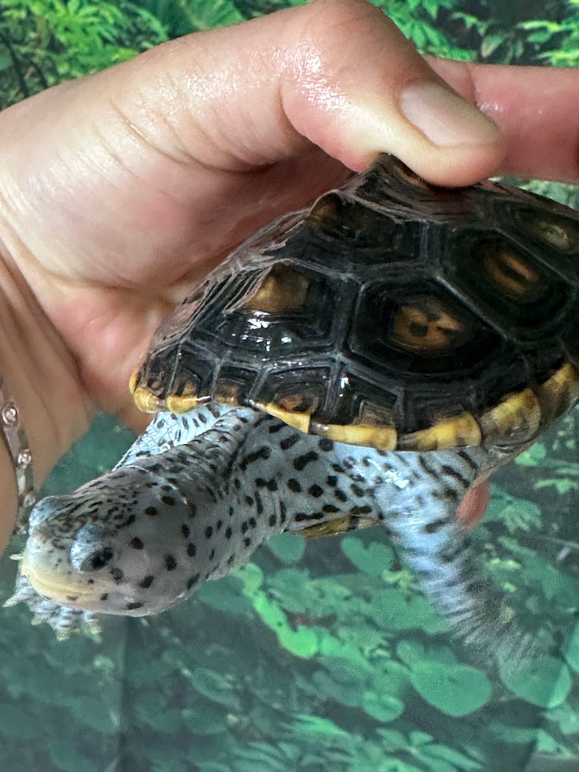Intergrade Ornate/ Concentric Diamondback Terrapin Box Turtles ...