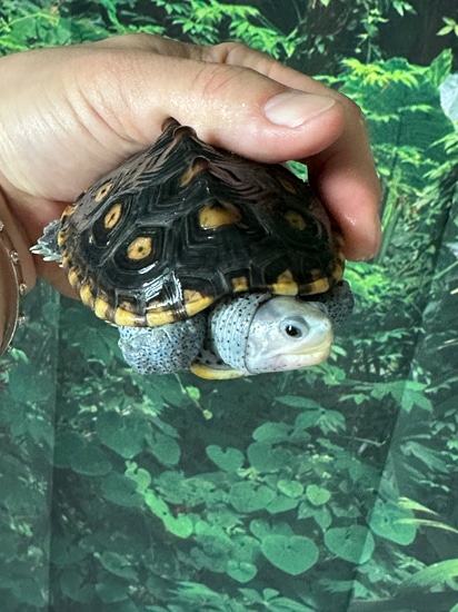Juvenile Ornate Diamondback Terrapin by Cali Diamondback Terrapin
