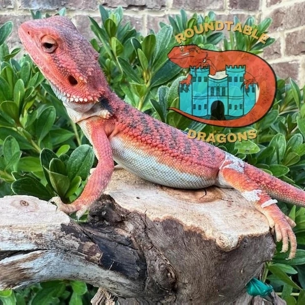 Red Translucent 100 % Het Hypo Male With Import Lineage Central Bearded ...