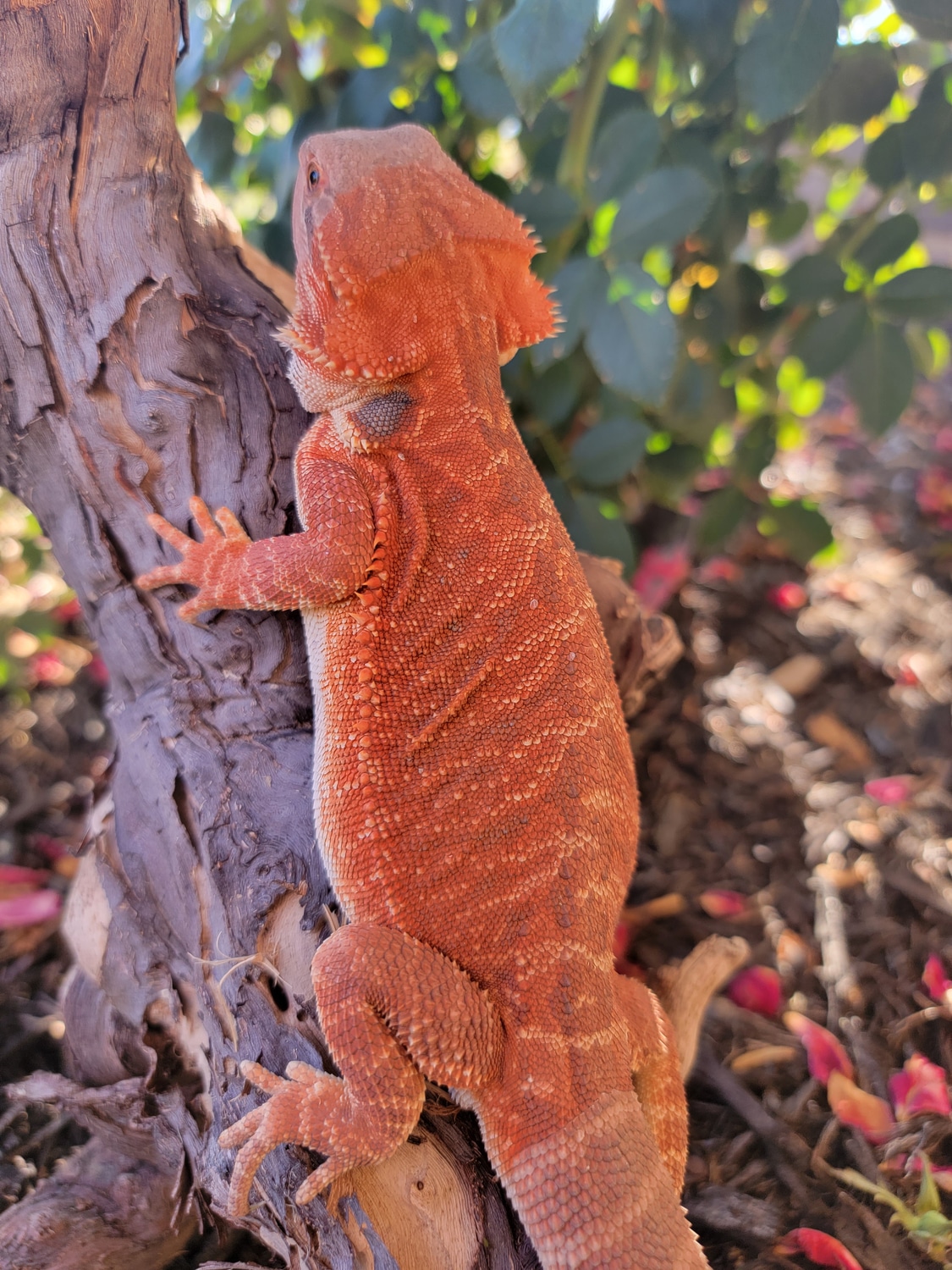 This Weekend Only 300 Plus Shipping Hold Back Release Orange 100 % Het ...