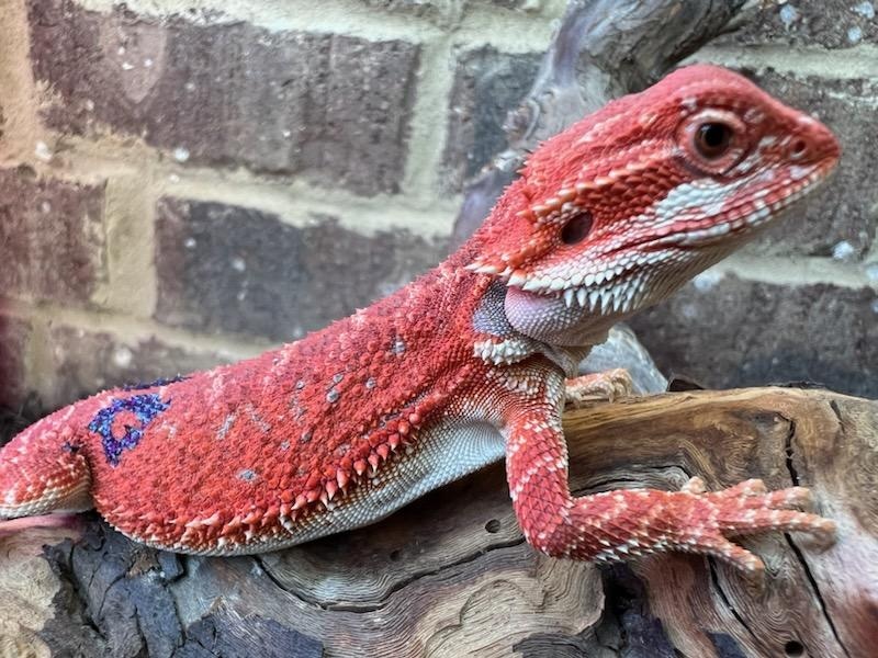 Red Hypo Het Translucent With Import Lineage Central Bearded Dragon by ...