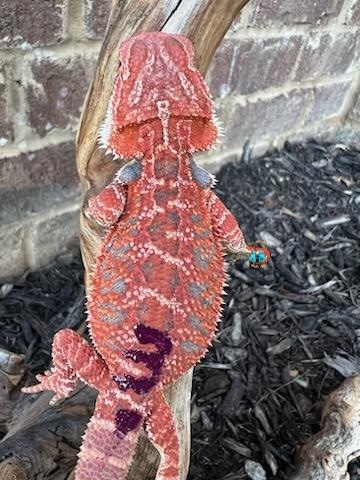 Red Hypo Het Translucent With Import Lineage Central Bearded Dragon by ...