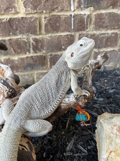 Hypo Zero Het Translucent Het Wiblit Central Bearded Dragon by ...