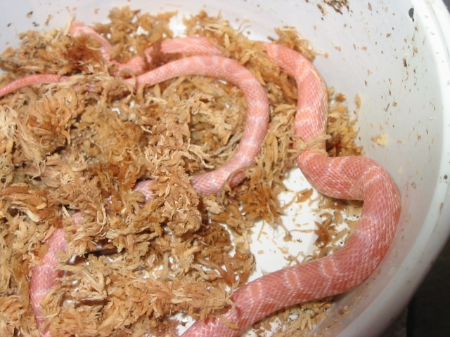 2019 M Strawberry, Red Factor, Snow - 17" Corn Snake by Ted & Nora ...