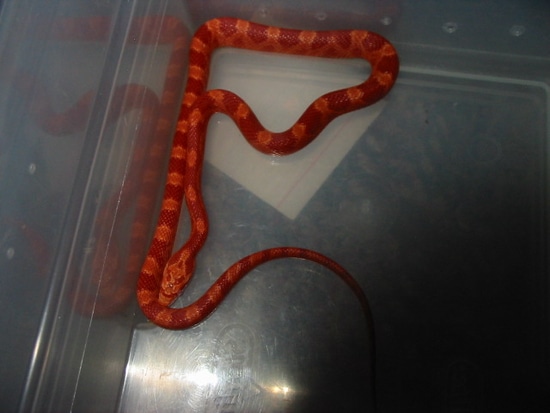 17 Inch 2019 M Strawberry Fire Corn Snake by Ted & Nora'sTreasured ...