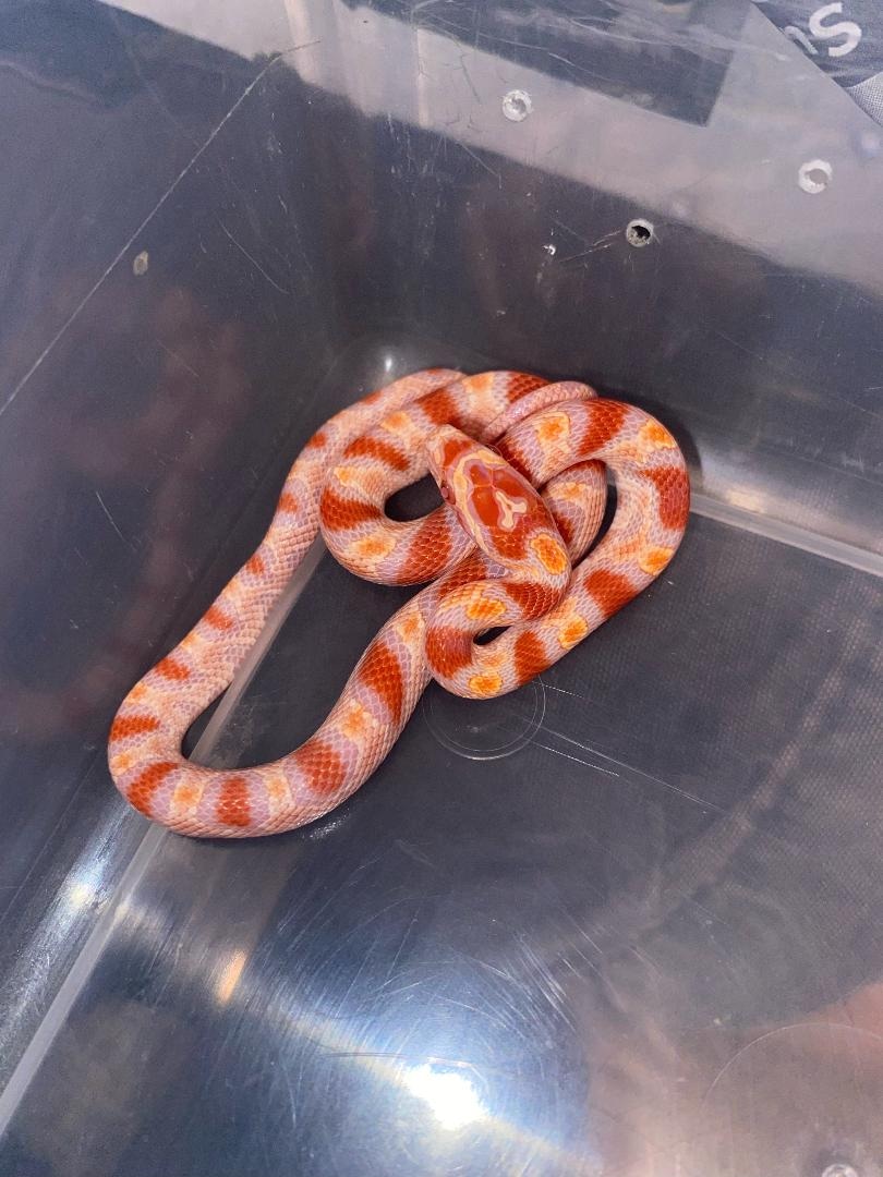 OUR BEST F Fluorescent Okeetees 2022 - F/t Corn Snake by Ted & Nora ...