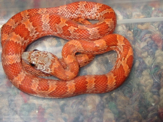 2022 F Diffused Sunkissed - F/t Every Time Corn Snake by Ted & Nora ...