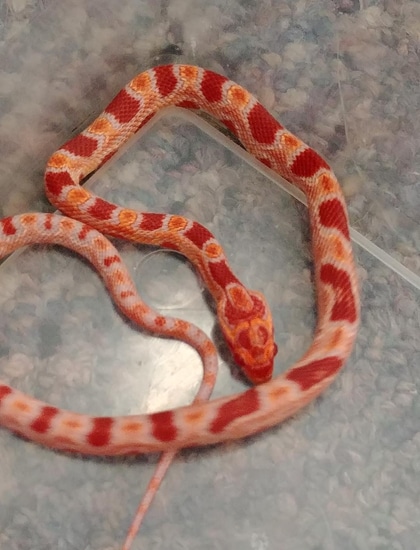 Awesome Coloration - Amel Okeetee Fluorescent Lineage Corn Snake by Ted ...