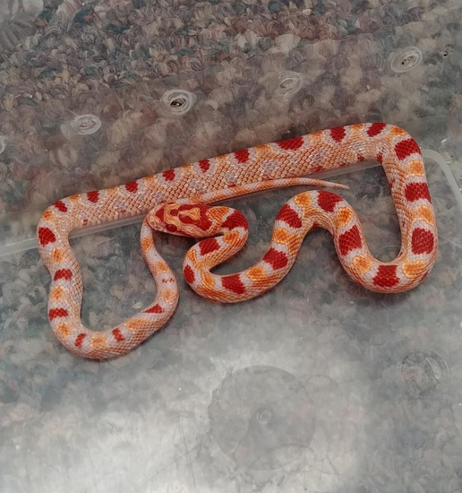 Fluorescent Offspring From Supper Extreme Amel Okeetees Corn Snake by ...