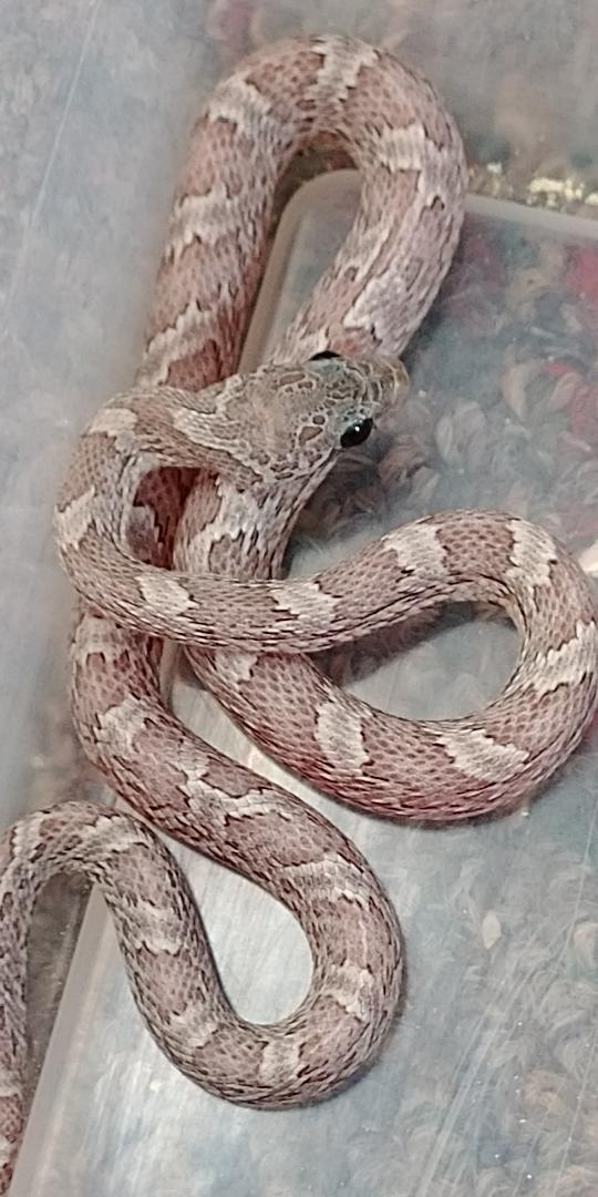 Sunkissed Pewter? With Hets Corn Snake by Ted & Nora'sTreasured ...