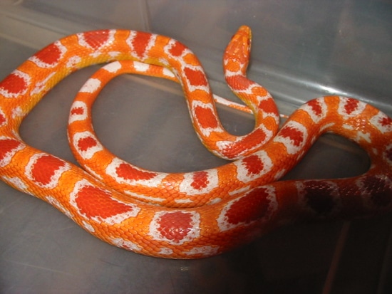 Fresh Out Of Hibernation - Awesome Female Fluorescent Corn Snake by Ted ...