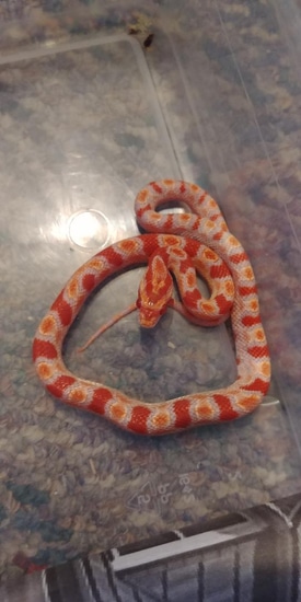 Thick White Borders - Fluorescent Corn Snake by Ted & Nora'sTreasured ...