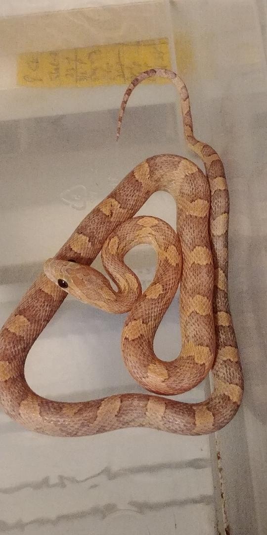 Hypo Lavender F - Other Traits Too ? Corn Snake by Ted & Nora'sTreasured Cornsnakes - MorphMarket