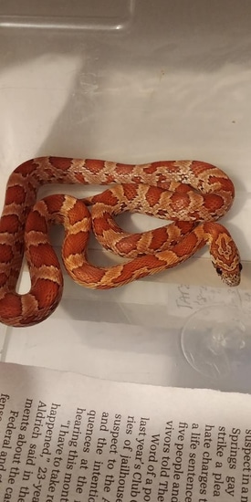 Female Sunkissed Het Phantom #2 Corn Snake by Ted & Nora'sTreasured Cornsnakes