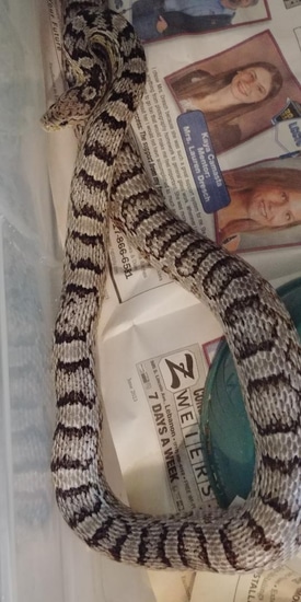 PROVEN Anerythristic Male With Unusual Saddles Corn Snake by Ted & Nora ...