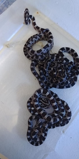 6 Anerythristic Corns - Mixed Sex Group Corn Snake by Ted & Nora ...