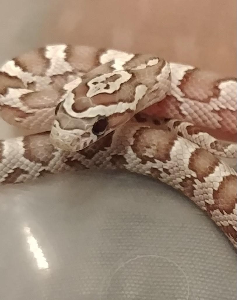 Specter/Ghost Female '23 - Ready To Go Corn Snake by Ted & Nora'sTreasured Cornsnakes - MorphMarket