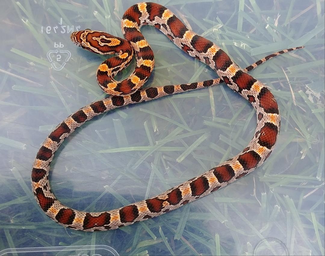 '23 F Extreme Okeetee Corn Snake by Ted & Nora'sTreasured Cornsnakes ...