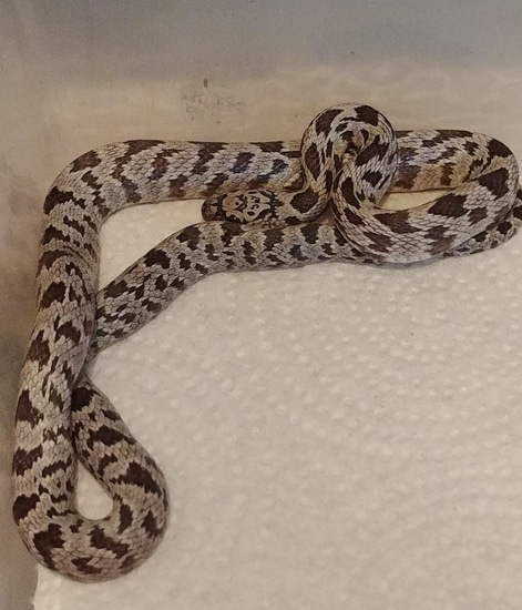 18" F Miami Shatter Corn Snake by Ted & Nora'sTreasured Cornsnakes