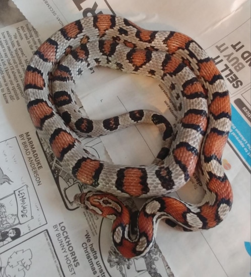 2021 PROVEN Male Extreme Okeetee Miami Corn Snake by Ted & Nora ...