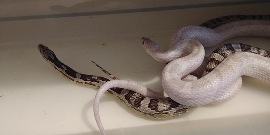 1.1 Corn Adults PROVEN 3 Years - Phantom N Anery Corn Snake by Ted & Nora'sTreasured Cornsnakes