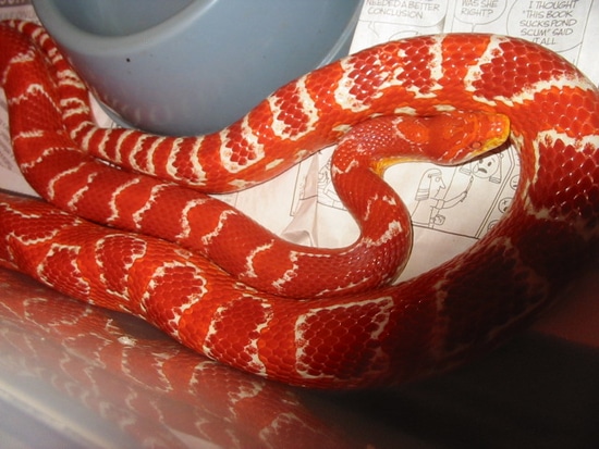 LABOR Reduction Sale - M 4ft Breeder Red Corn Snake by Ted & Nora ...