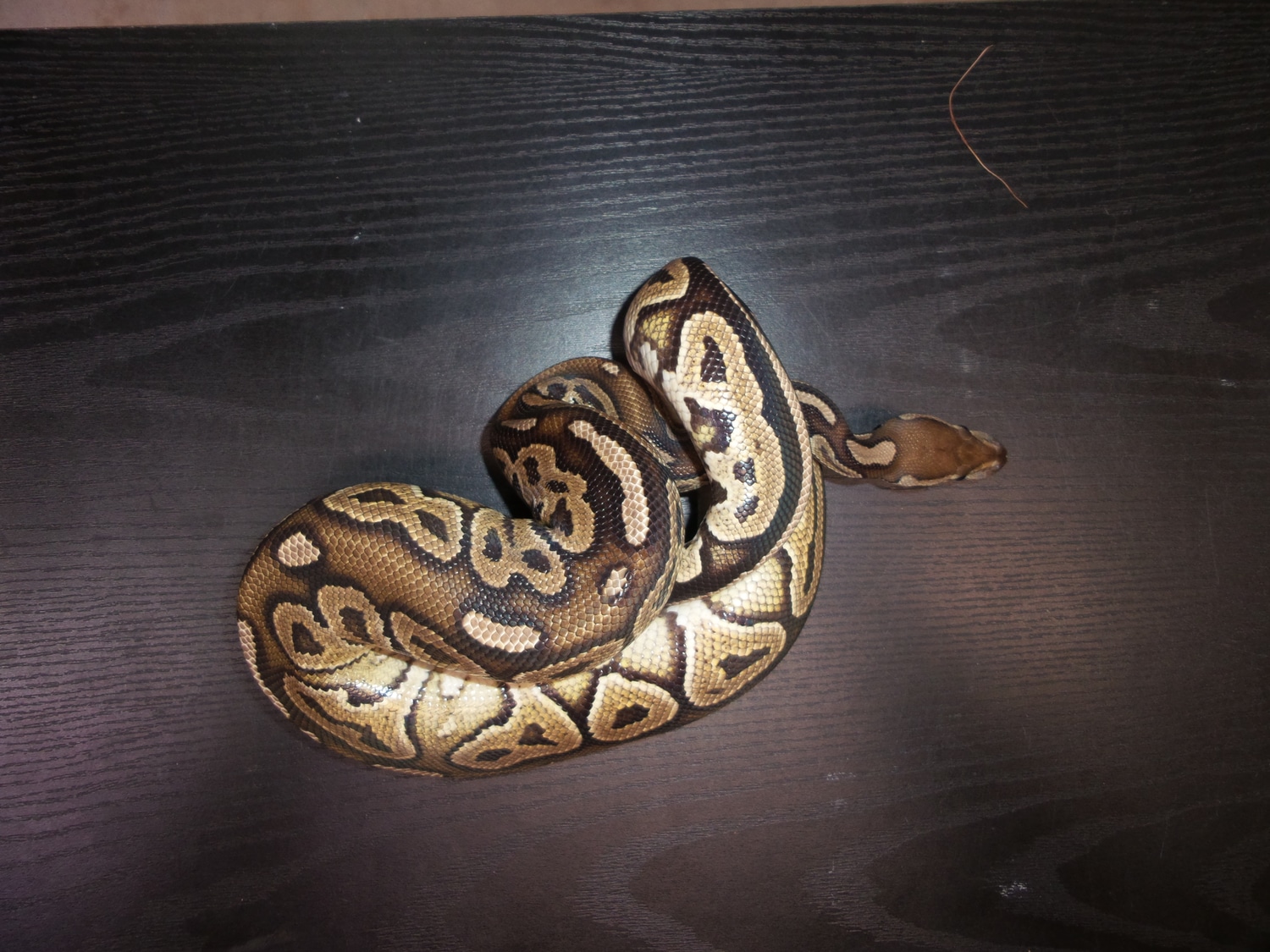 Cinnamon Fire Ball Python by RTM Reptiles - MorphMarket