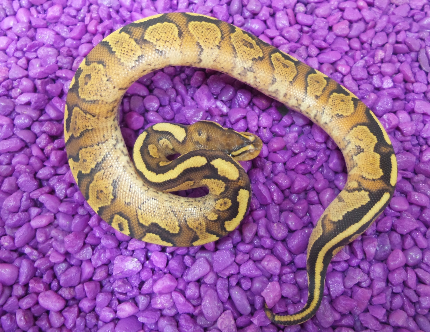 Fire Yellow Belly Ball Python by RTM Reptiles - MorphMarket
