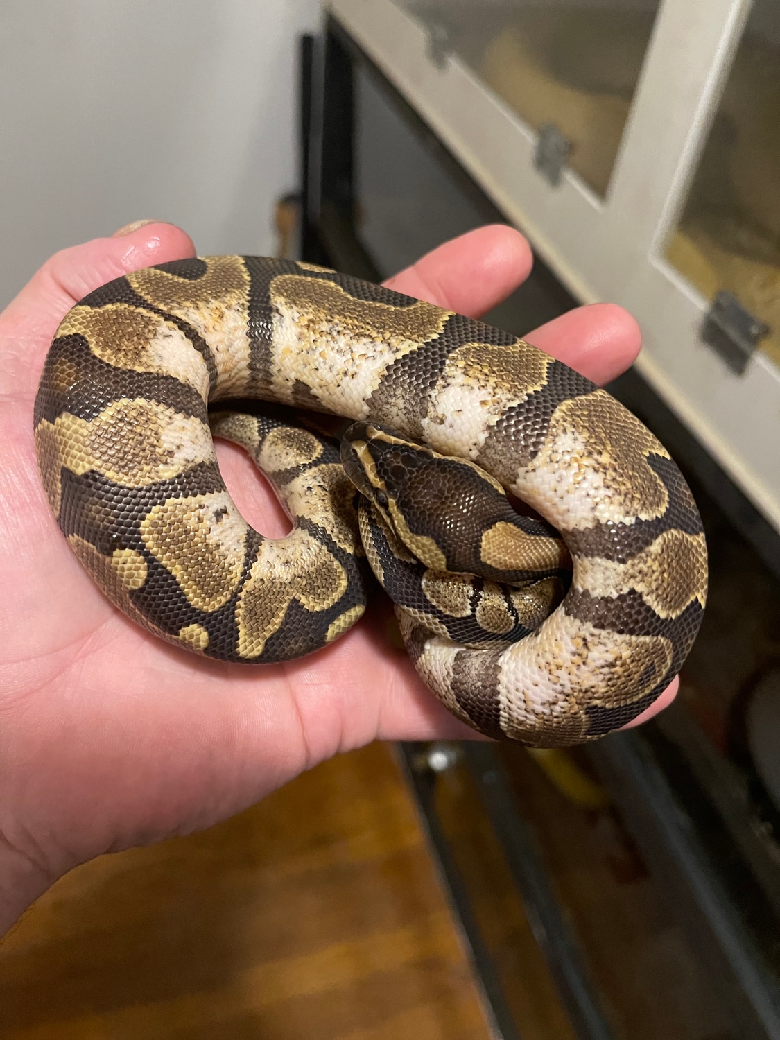 Enchi Sugar Ball Python by Big Dick’s Balls - MorphMarket