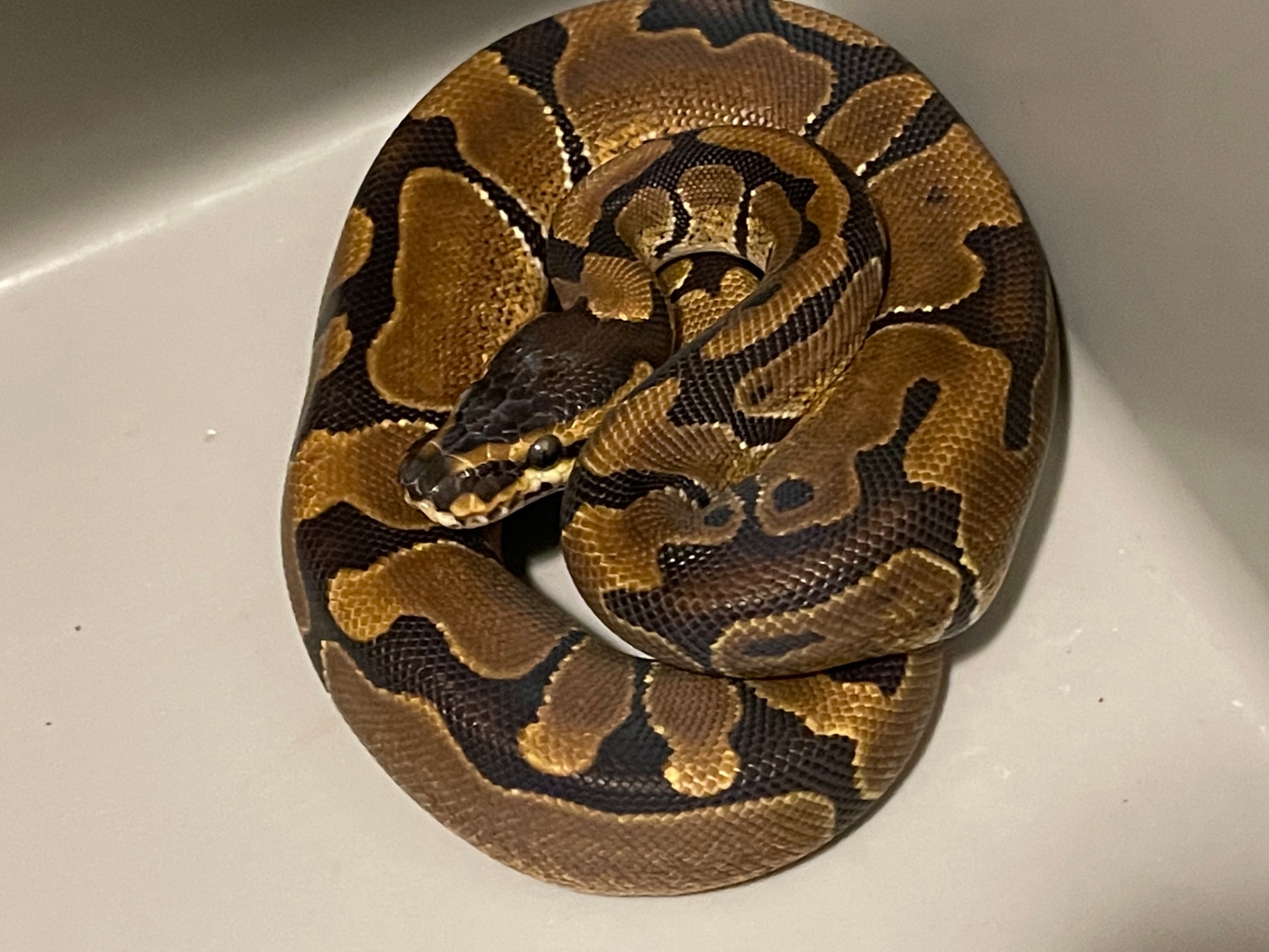 Enchi Ball Python by Big Dick’s Balls - MorphMarket