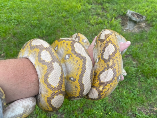 Mochino Motley Reticulated Python by Big Dick’s Balls