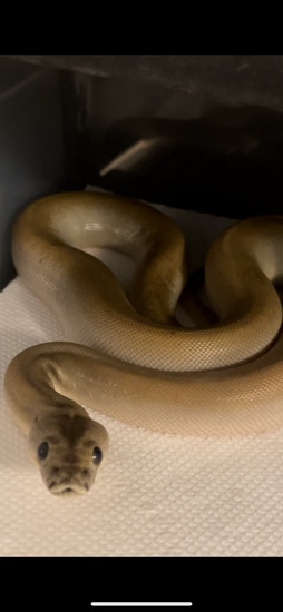 Green Lab 66 Het Albino Burmese Python By Big Dicks Balls