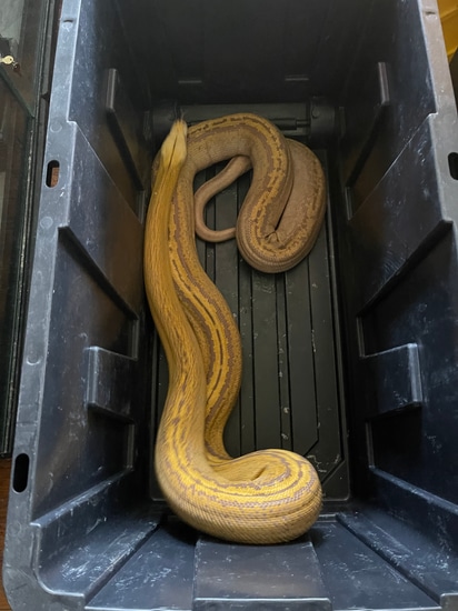 Orangeglow Goldenchild Tiger Reticulated Python by Big Dick’s Balls