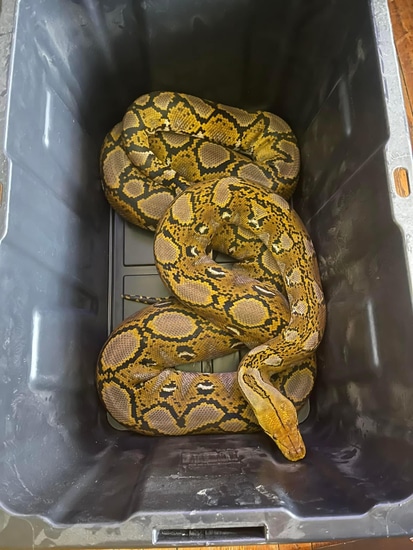 Het OGS , Het Purple Reticulated Python by Big Dick’s Balls