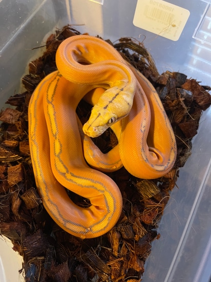 Purple Gc Supersun Poss Hogs Reticulated Python by Big Dick’s Balls