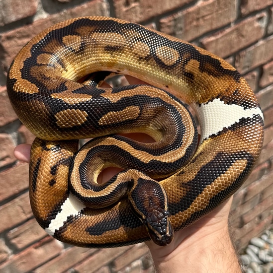 Piebald Het Ultramel 800g Ball Python by Genetic Innovations